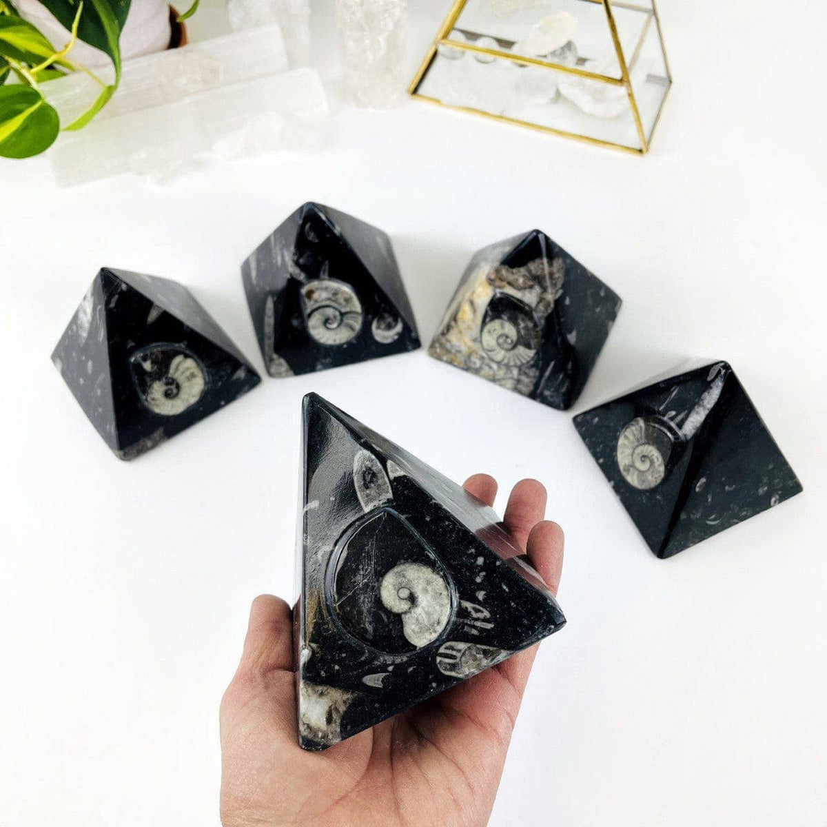 Ammonite and Orthoceras Fossil Pyramid – Liquid Fire Yoga & Apparel